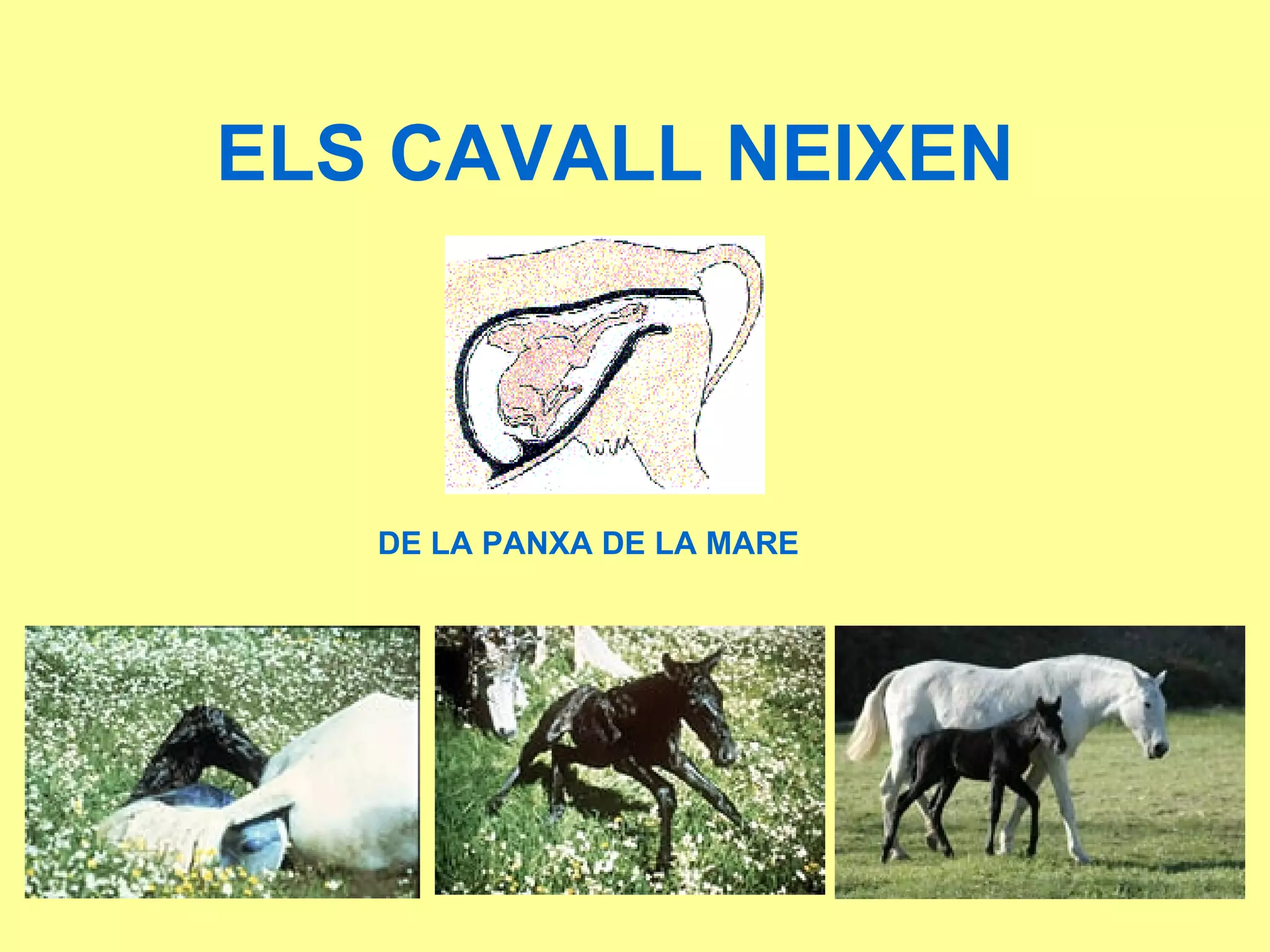 Els Cavalls | PPT