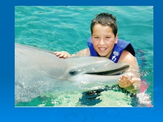 Els Dofins Power Point | PPT