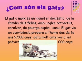 Els Gats | PPT