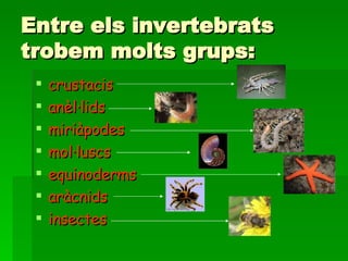 Els Invertebrats | PPT