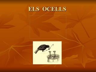 Els Ocells | PPT