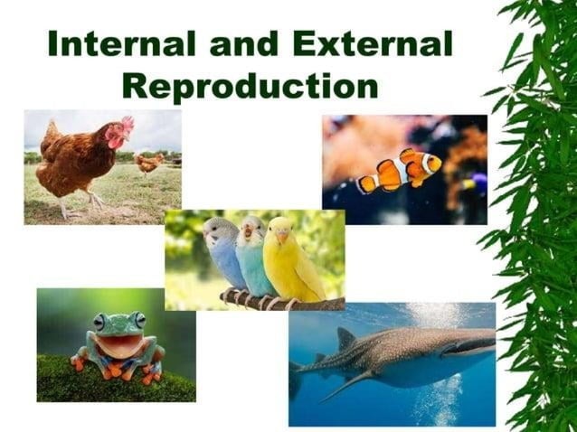 ELS- Plant-and-Animal-Reproduction -.pptx