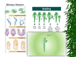 ELS- Plant-and-Animal-Reproduction -.pptx