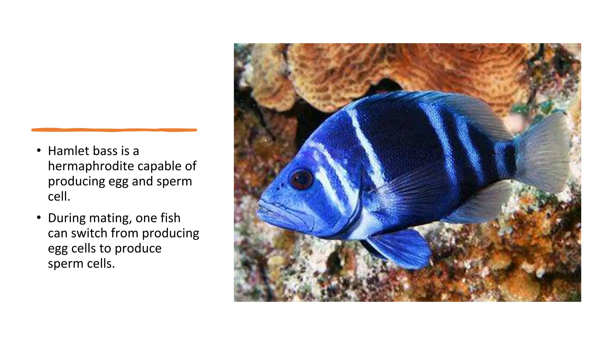 Earth and Life Science-Q2-WK3-ANIMAL-REPRODUCTION.pptx