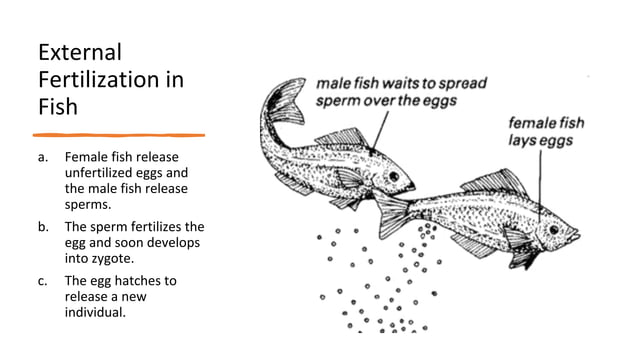 Earth and Life Science-Q2-WK3-ANIMAL-REPRODUCTION.pptx