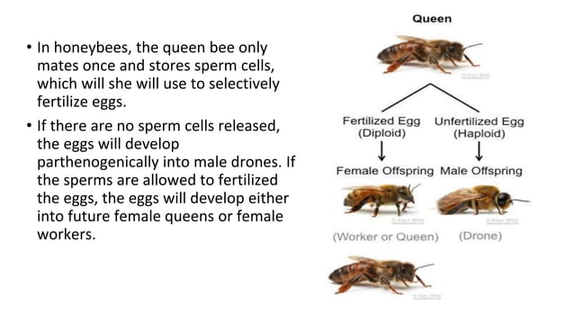 Earth and Life Science-Q2-WK3-ANIMAL-REPRODUCTION.pptx