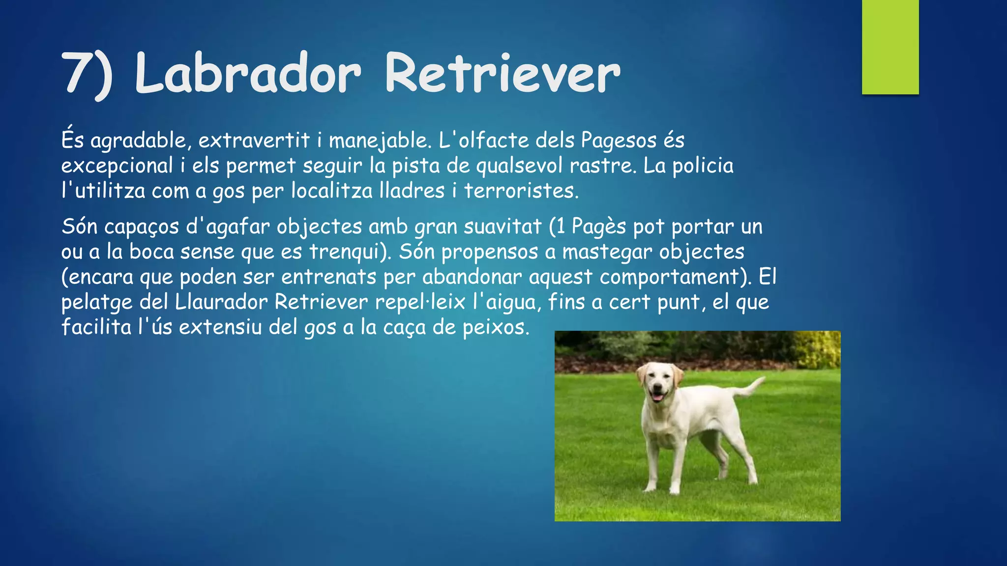 Els 10 gossos mes intel·ligents del món | PPTX