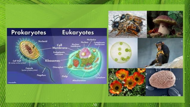 ELS 11 Q2 W1 Evolving Concept of Life.pptx | Biological Sciences | Science