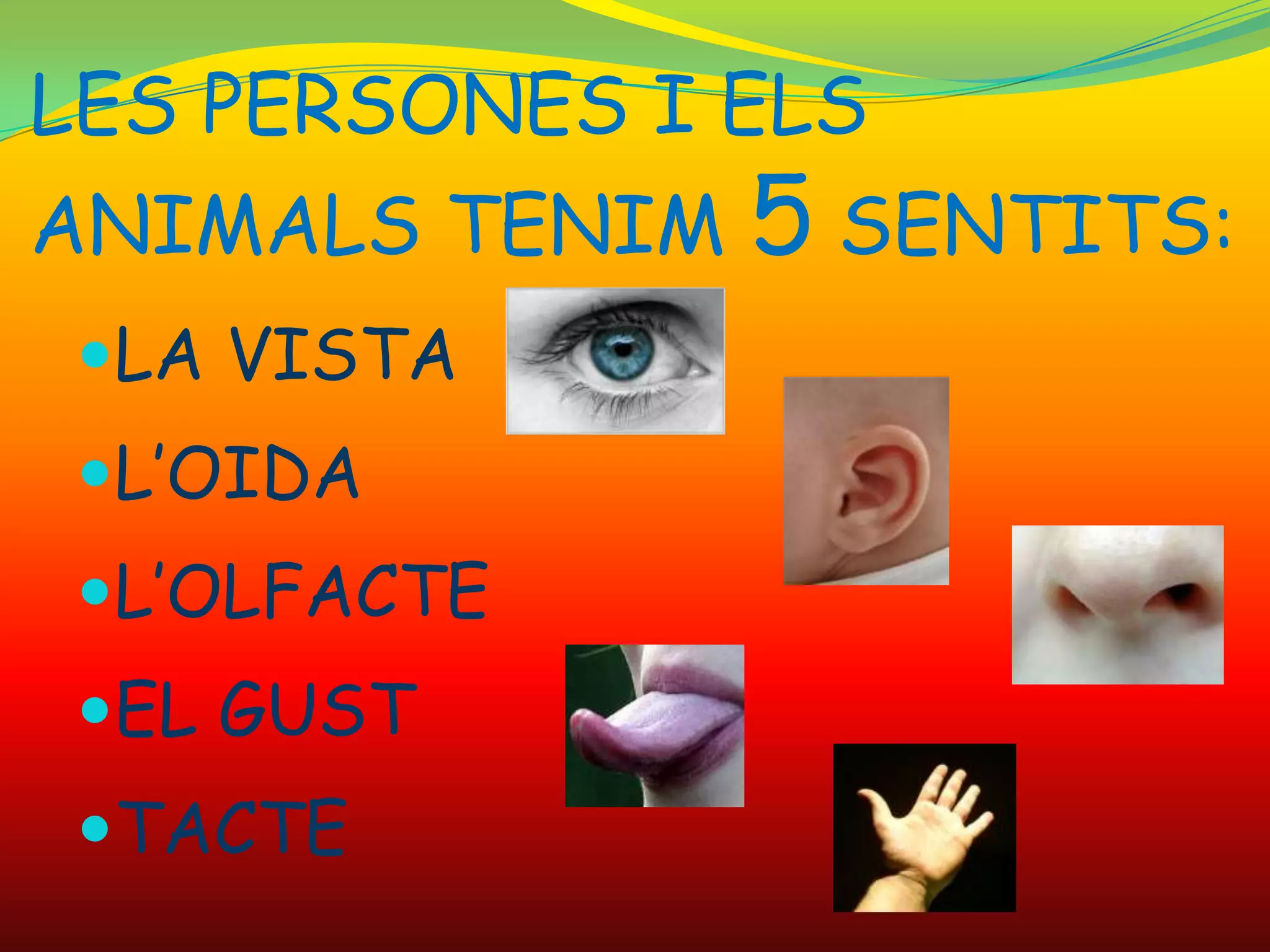 Els 5 Sentits | PPTX