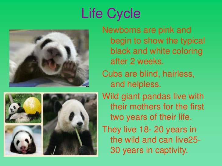 Red Panda Life Cycle Stages The Giant Panda