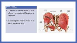 Musculos Anatomia Del Sacro
