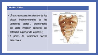 EL SACRO.pptx