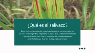 el salivazo: una plaga por combatir. Prácticas eficientes | PPTX