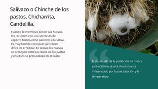 el salivazo: una plaga por combatir. Prácticas eficientes | PPTX