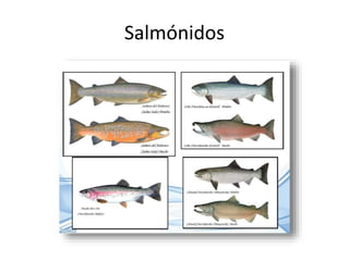 El salmón | PPT