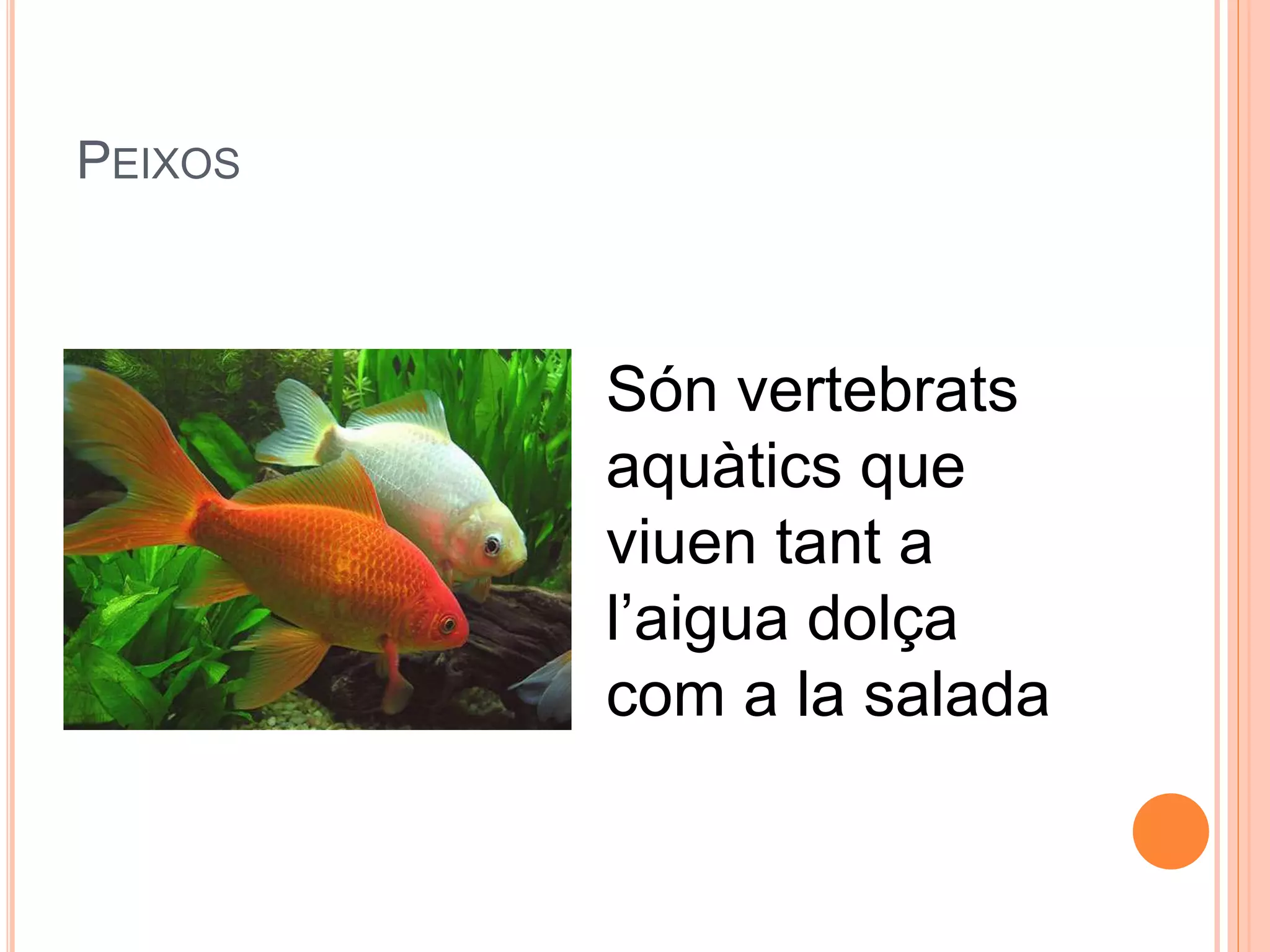 Els amfibis i els peixos | PPT