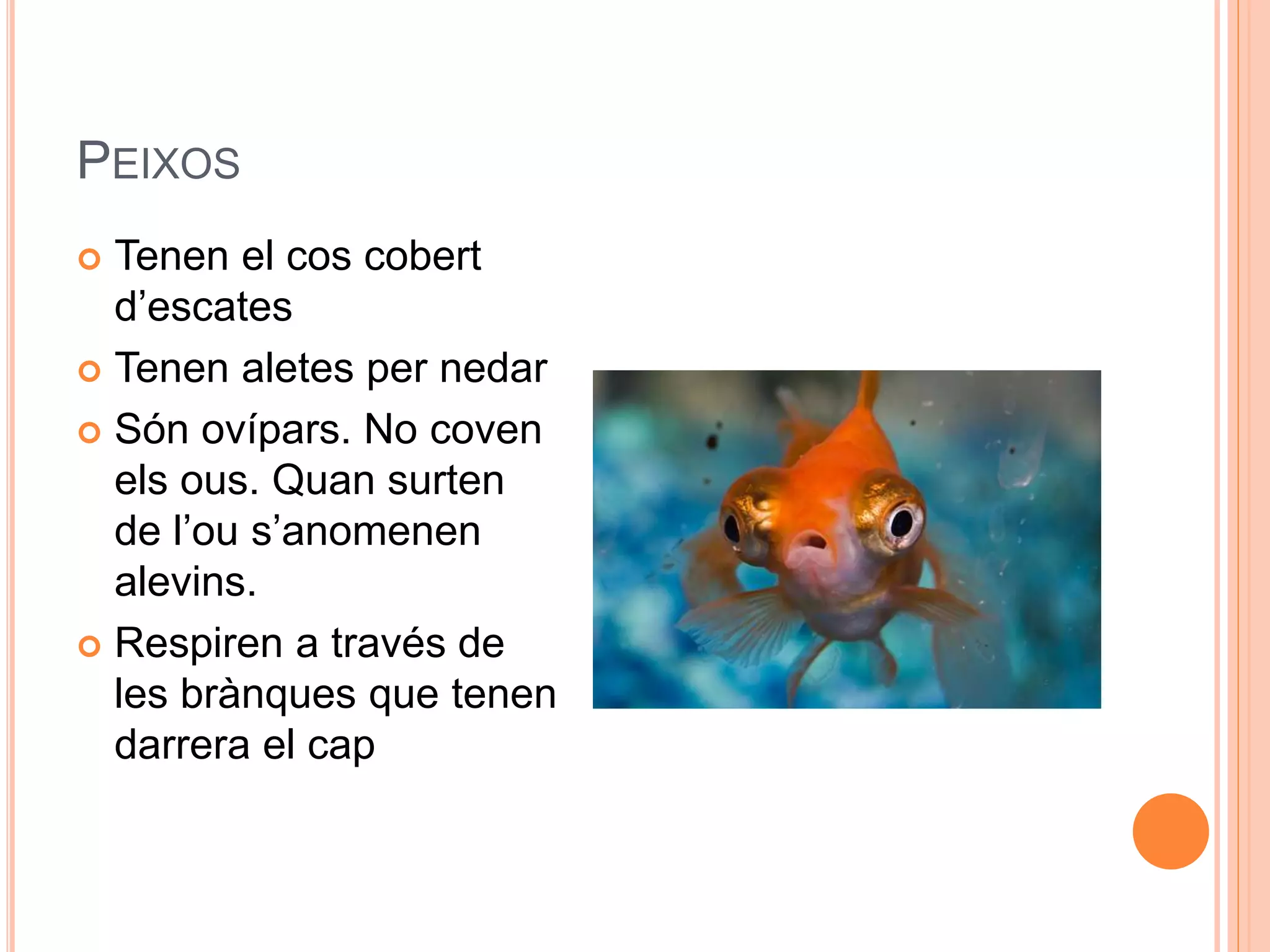 Els amfibis i els peixos | PPT