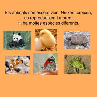 Els animals | PPT