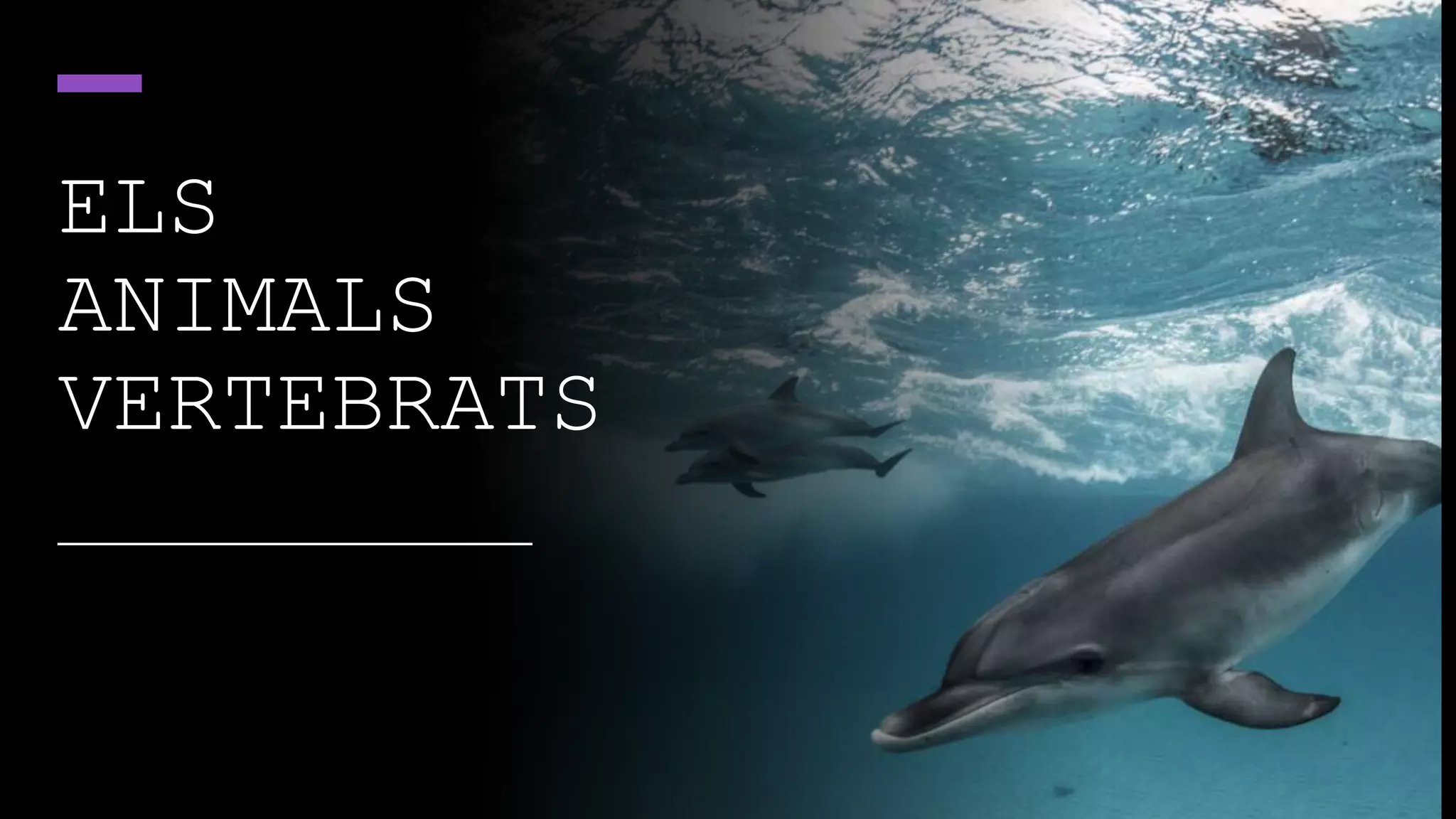 Els animals vertebrats | PPSX