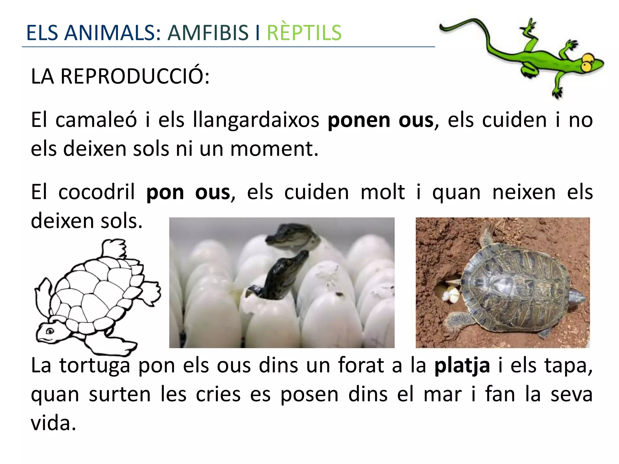 Els animals, amfibis i rèptils 2015 | PPSX