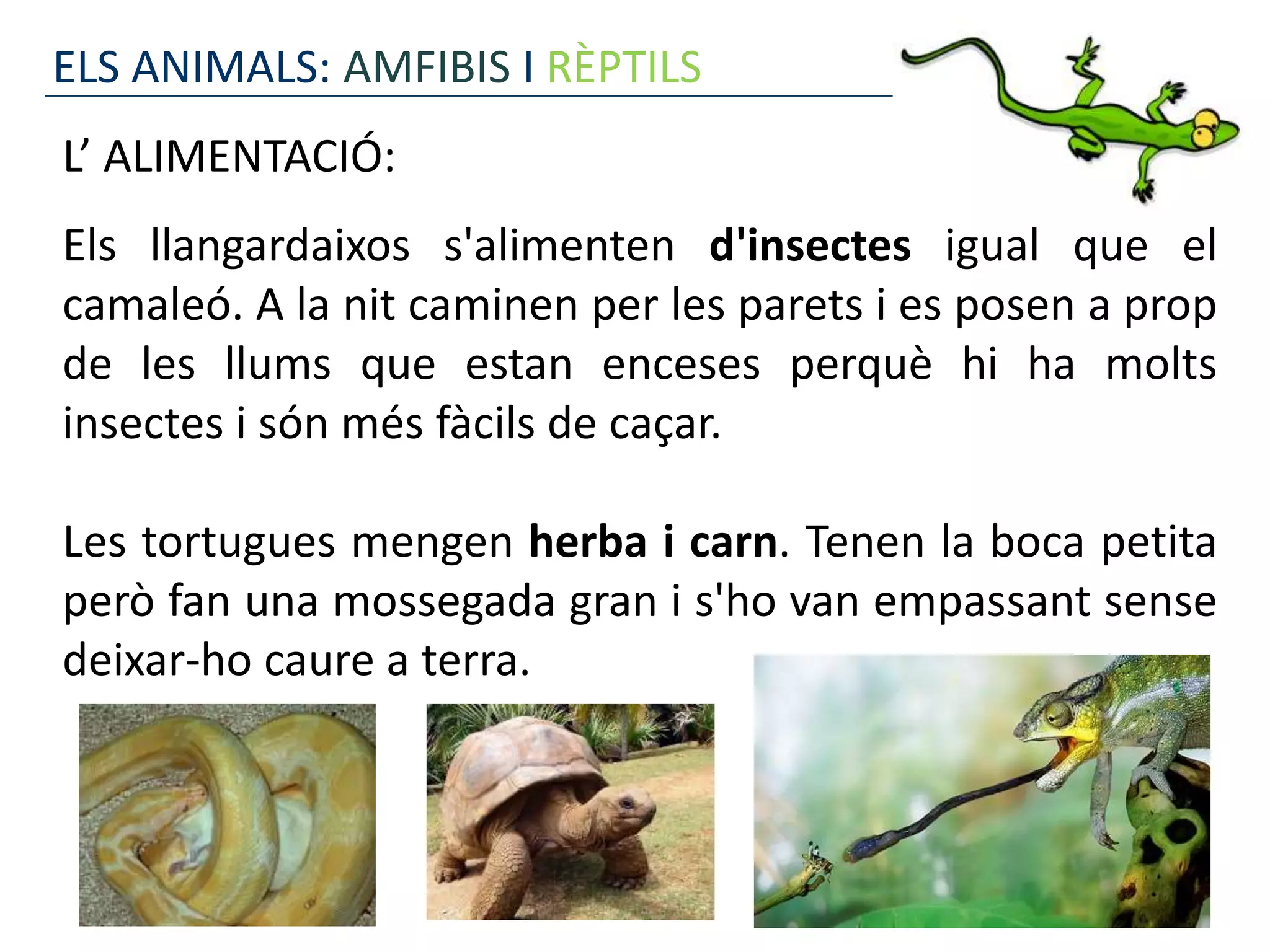 Els animals, amfibis i rèptils 2015 | PPSX
