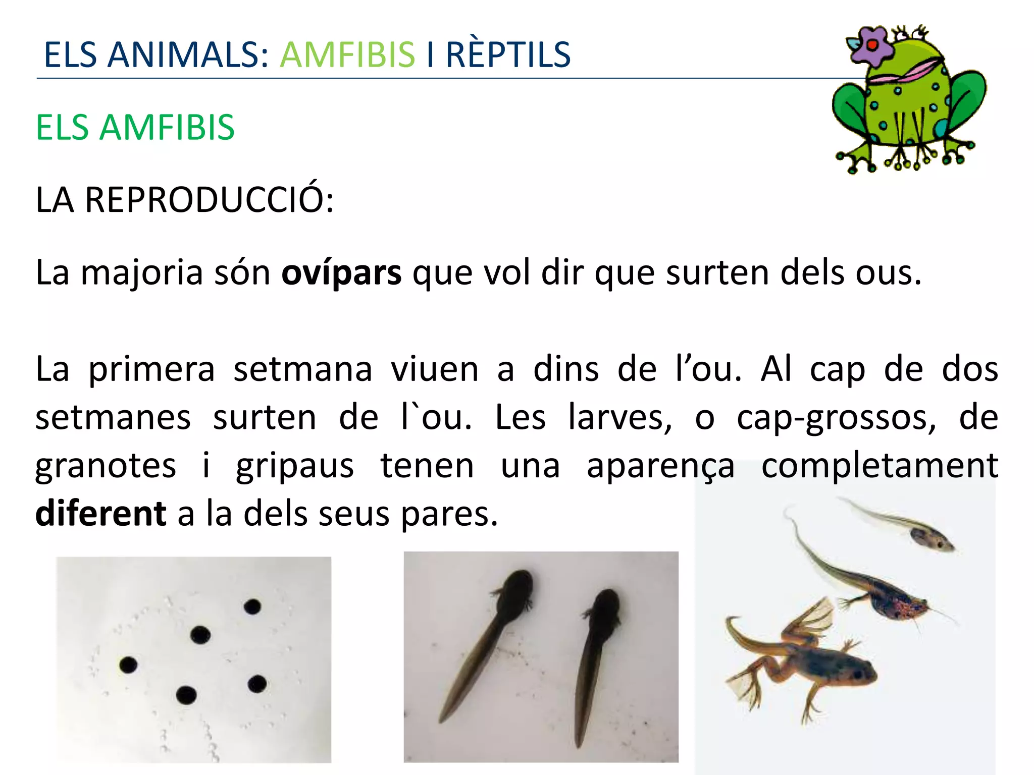 Els animals, amfibis i rèptils 2015 | PPSX