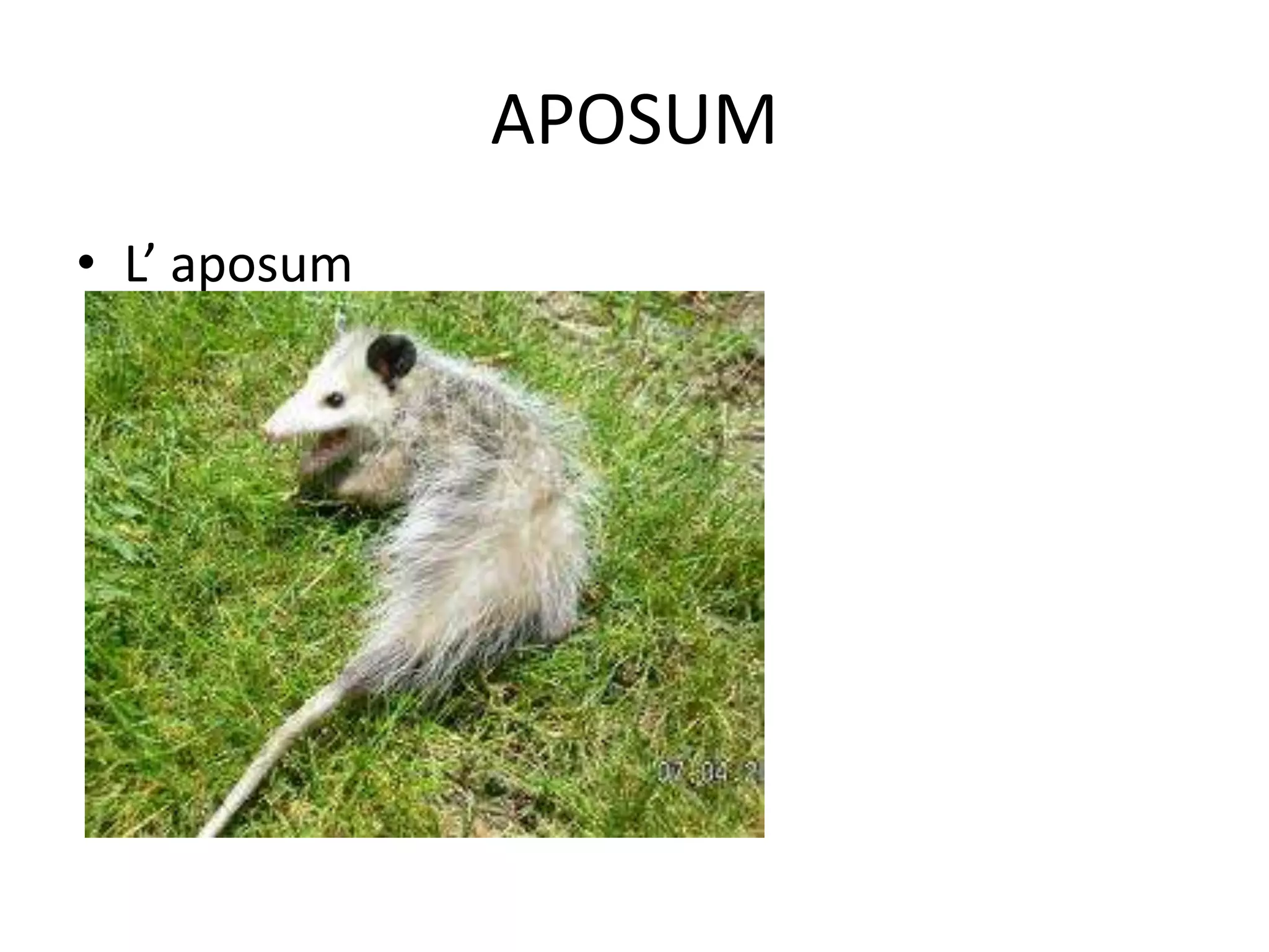 Els animals d’Australia - fet per Asier i Timofei | PPTX