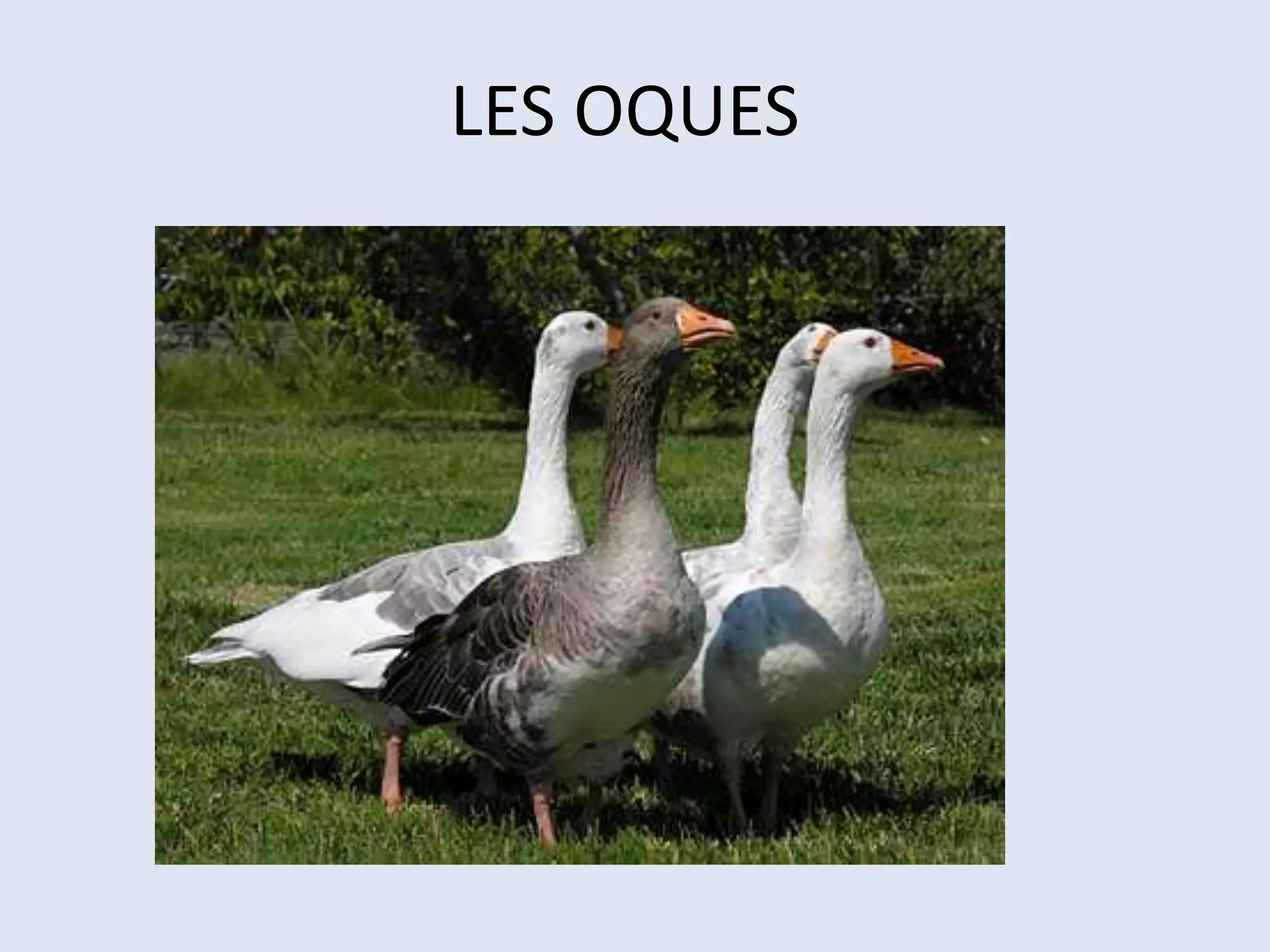 Els animals de la granja | PPTX