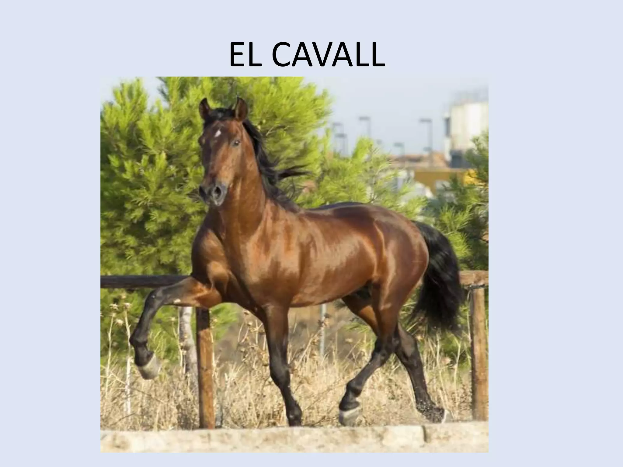 Els animals de la granja | PPTX