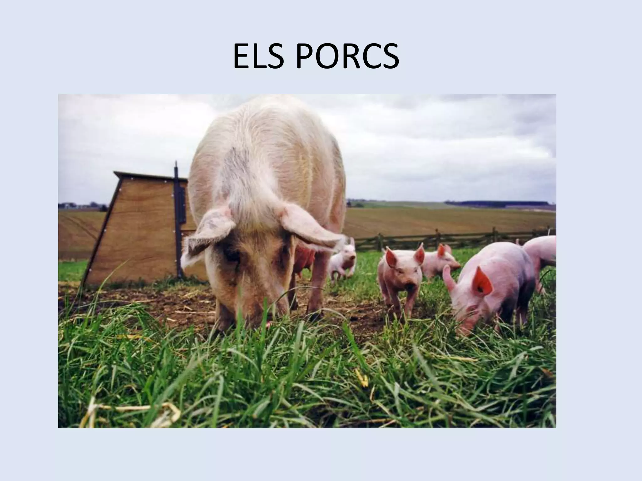 Els animals de la granja | PPTX