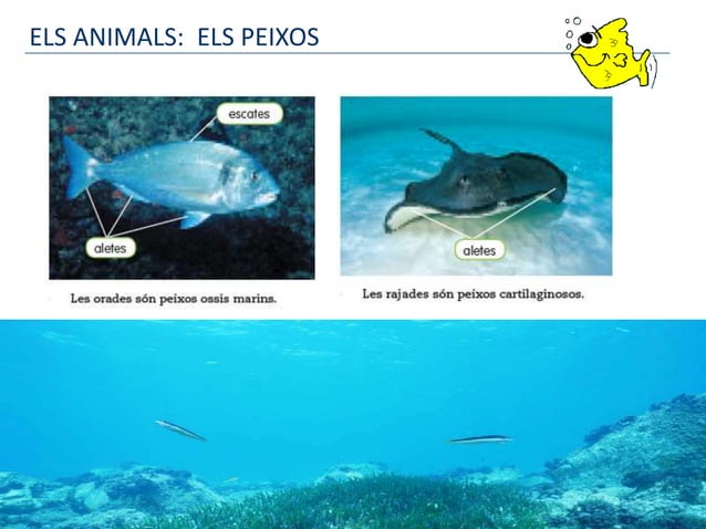 Els animals, els peixos | PPT