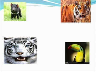 Els animals en perill | PPT