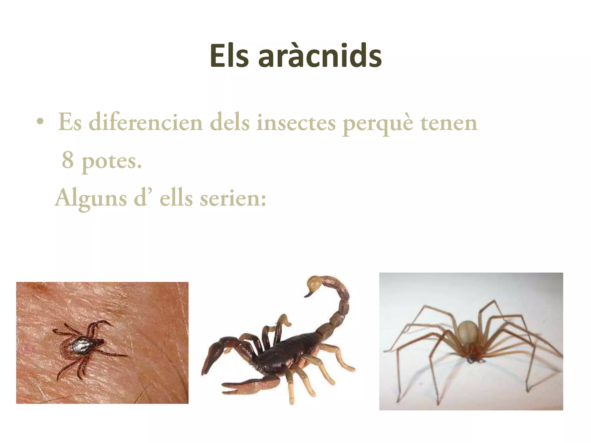 Els animals invertebrats | PPTX