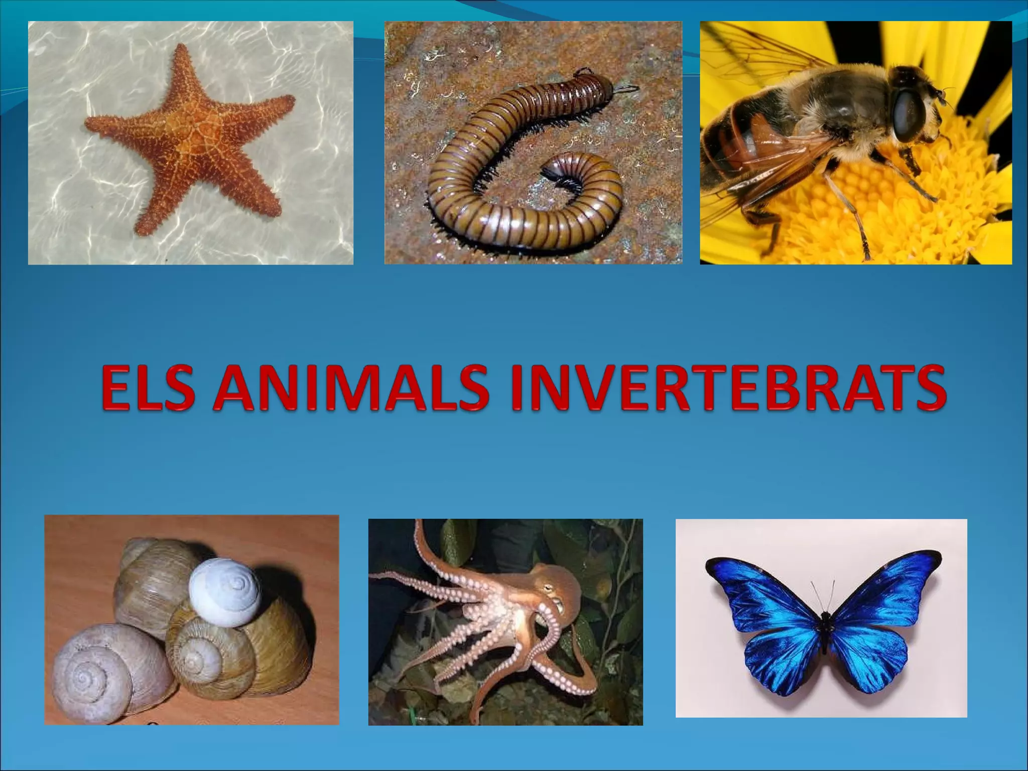 Els animals invertebrats | PPT