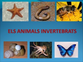 Els animals invertebrats | PPT