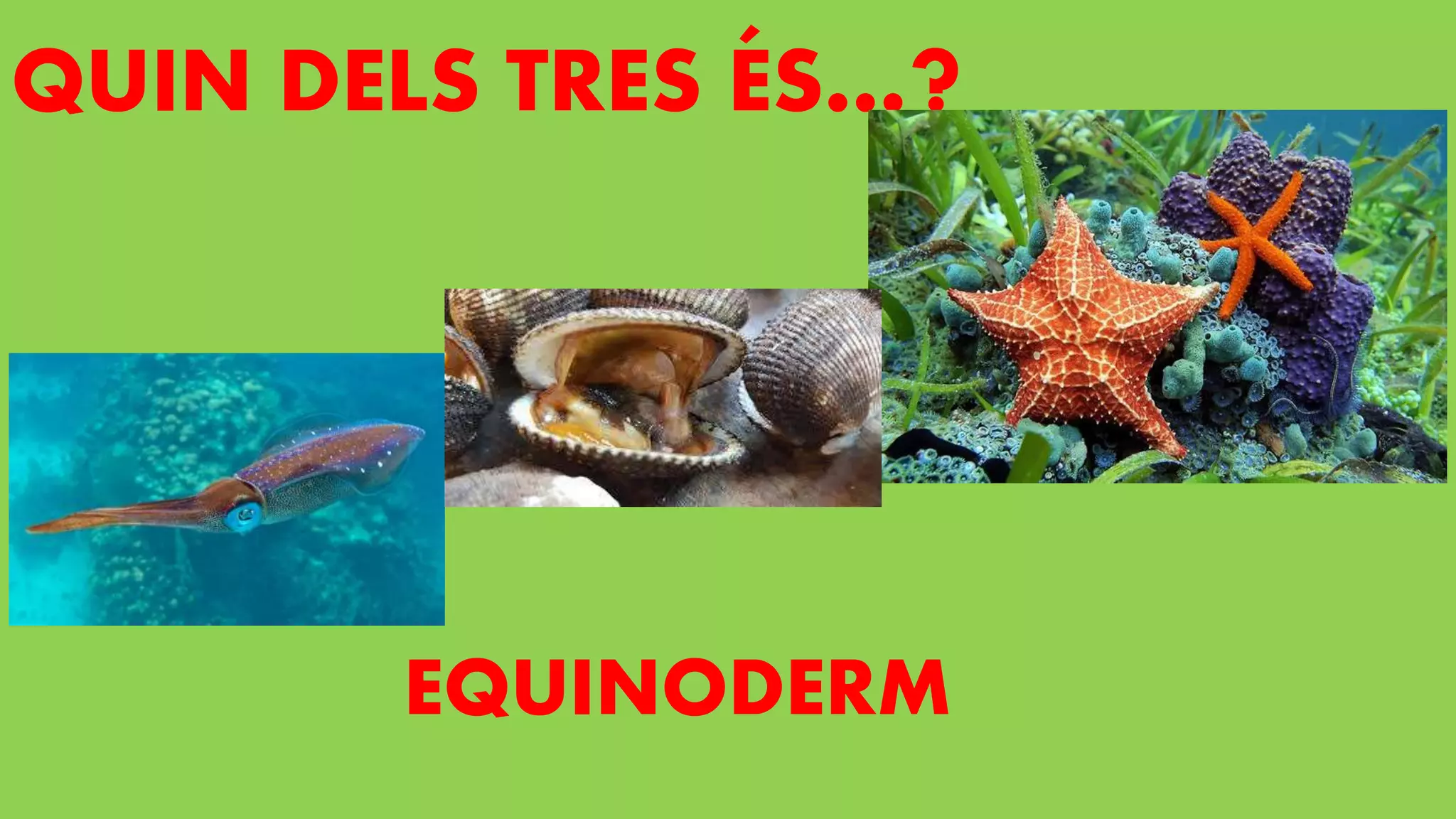 Els animals invertebrats | PPT