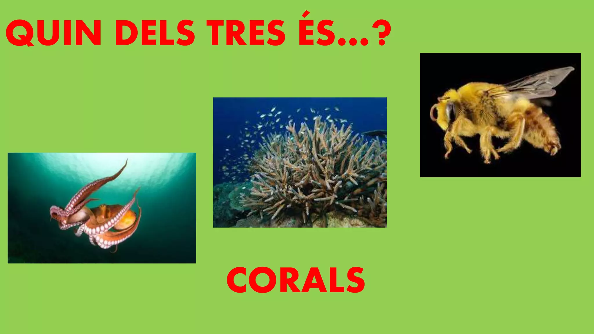 Els animals invertebrats | PPT