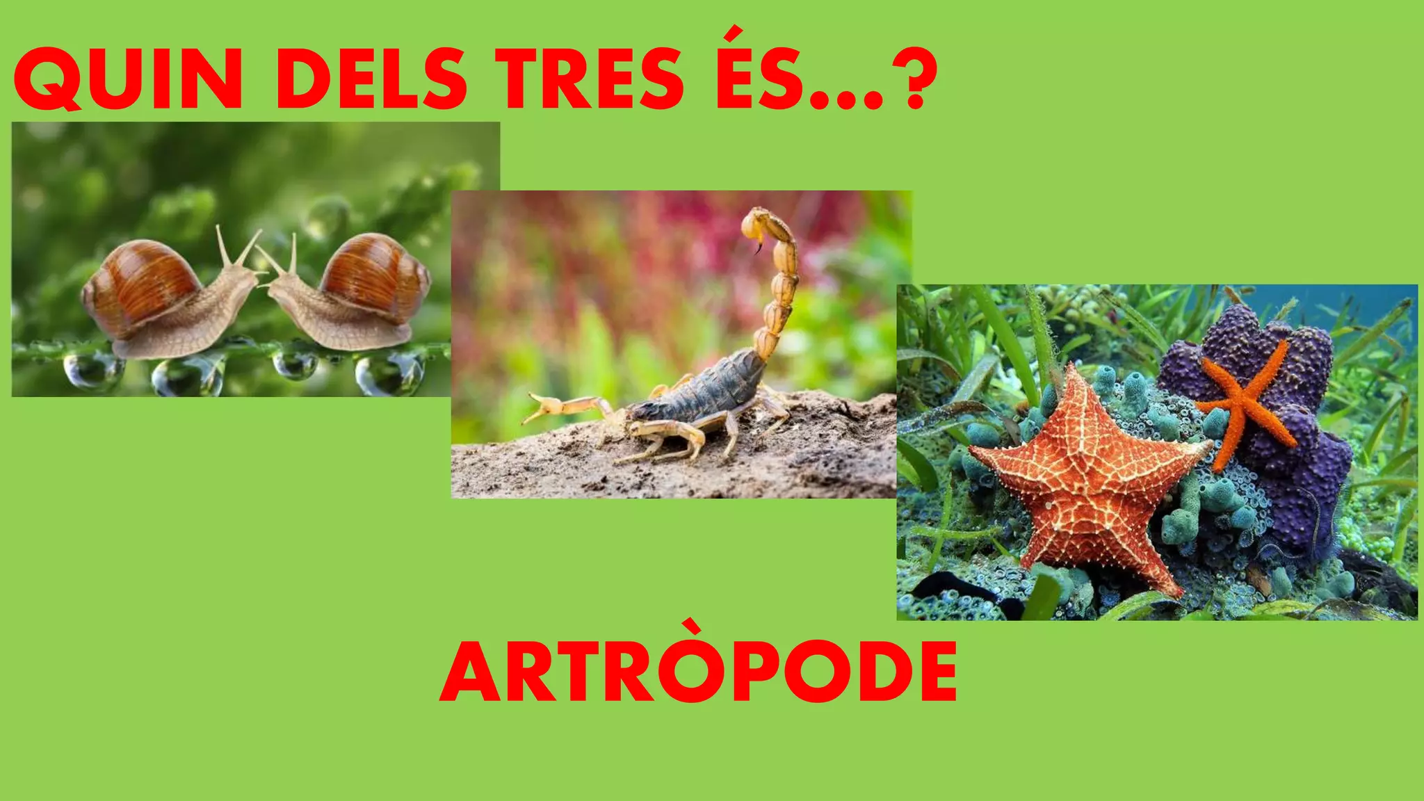 Els animals invertebrats | PPT