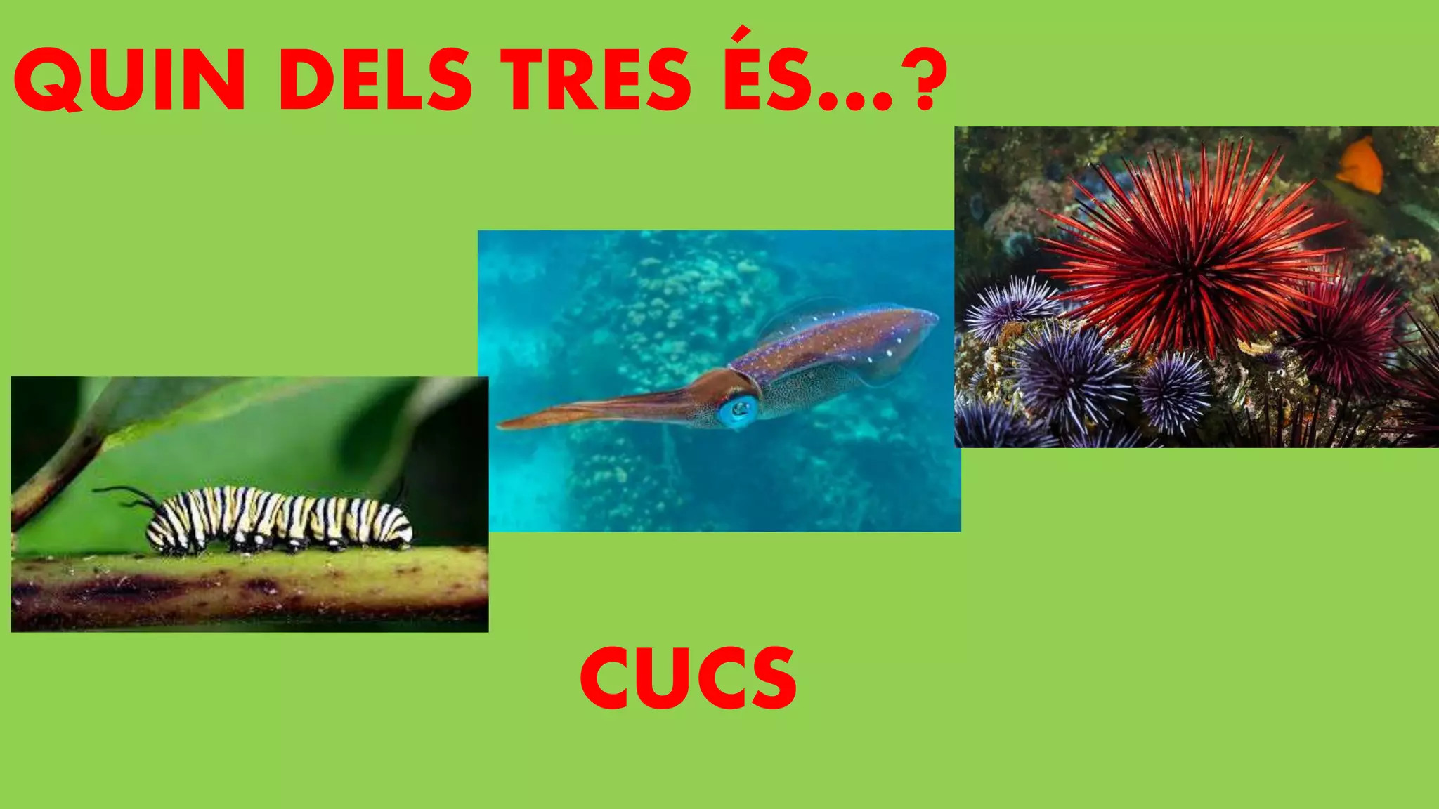 Els animals invertebrats | PPT