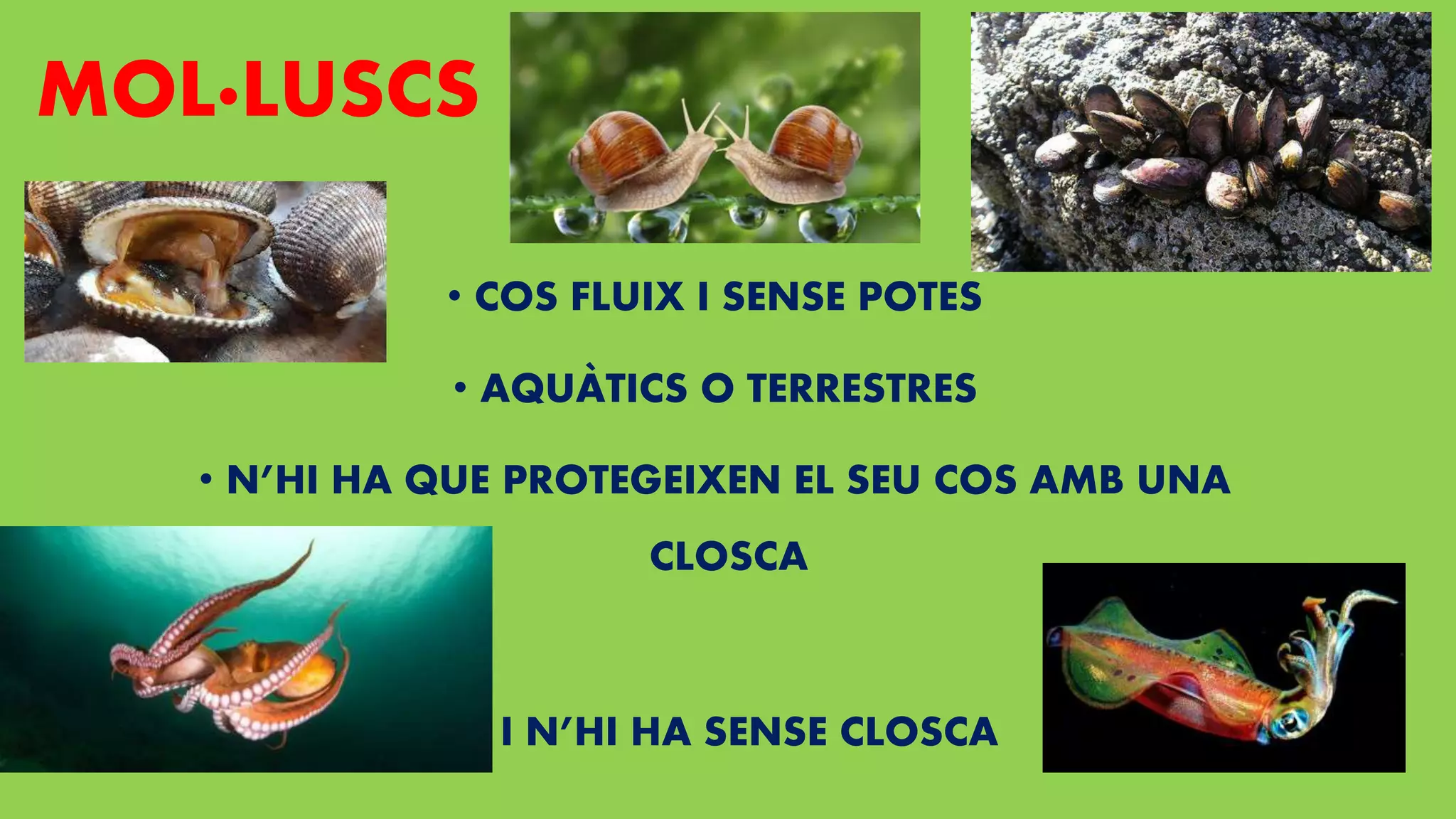 Els animals invertebrats | PPT | Free Download