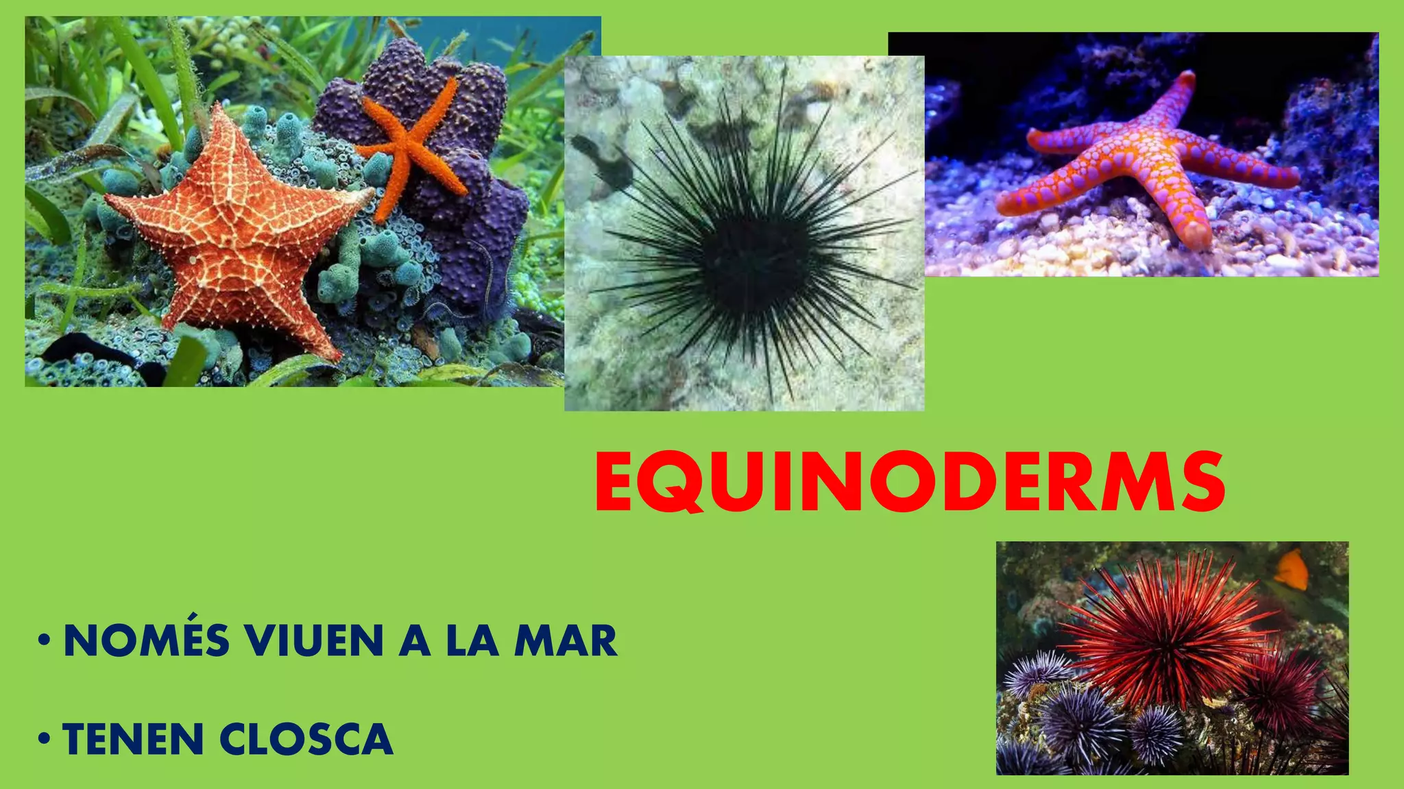 Els animals invertebrats | PPTX