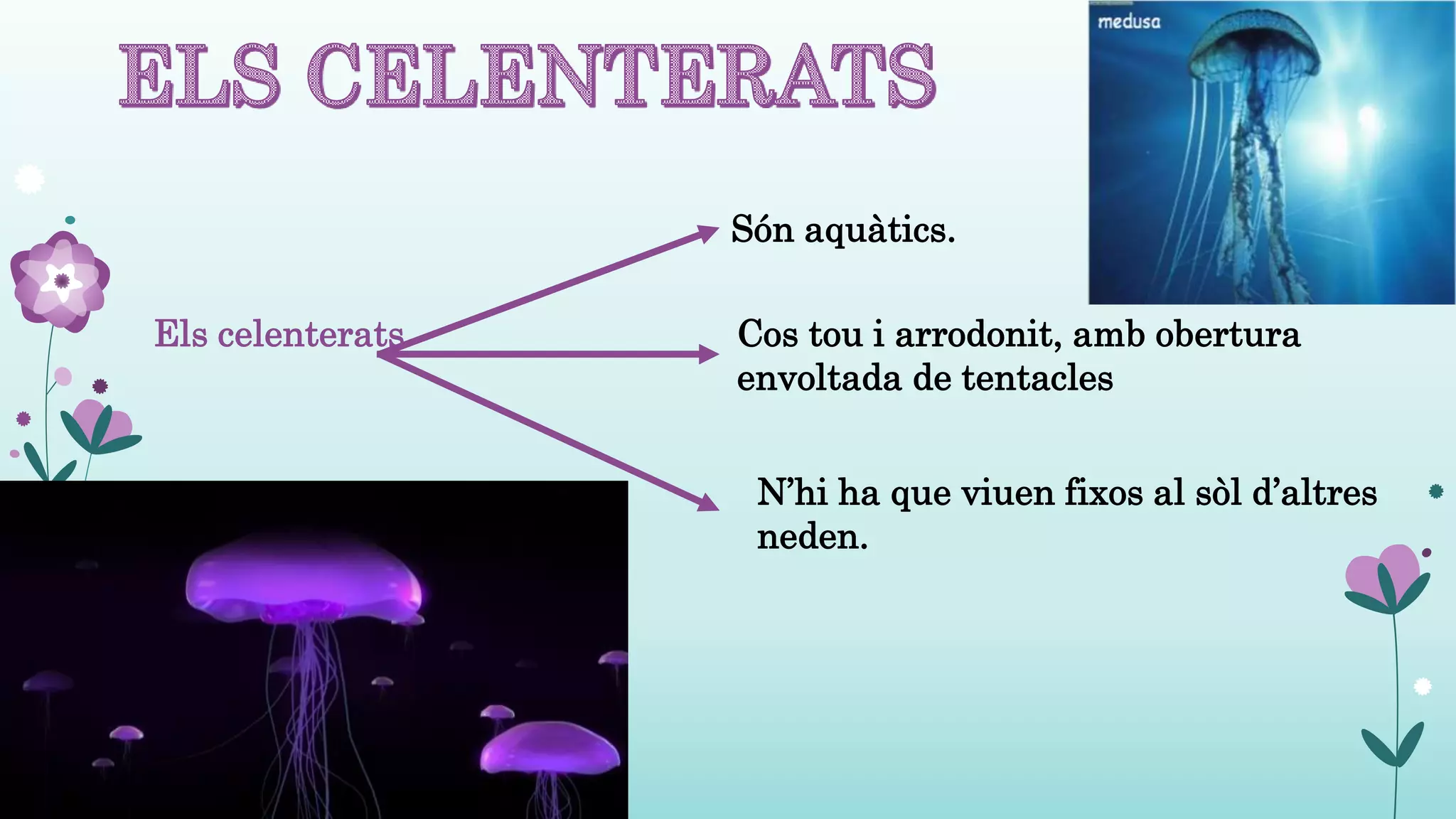 Els animals invertebrats. Aina i Elena | PPTX