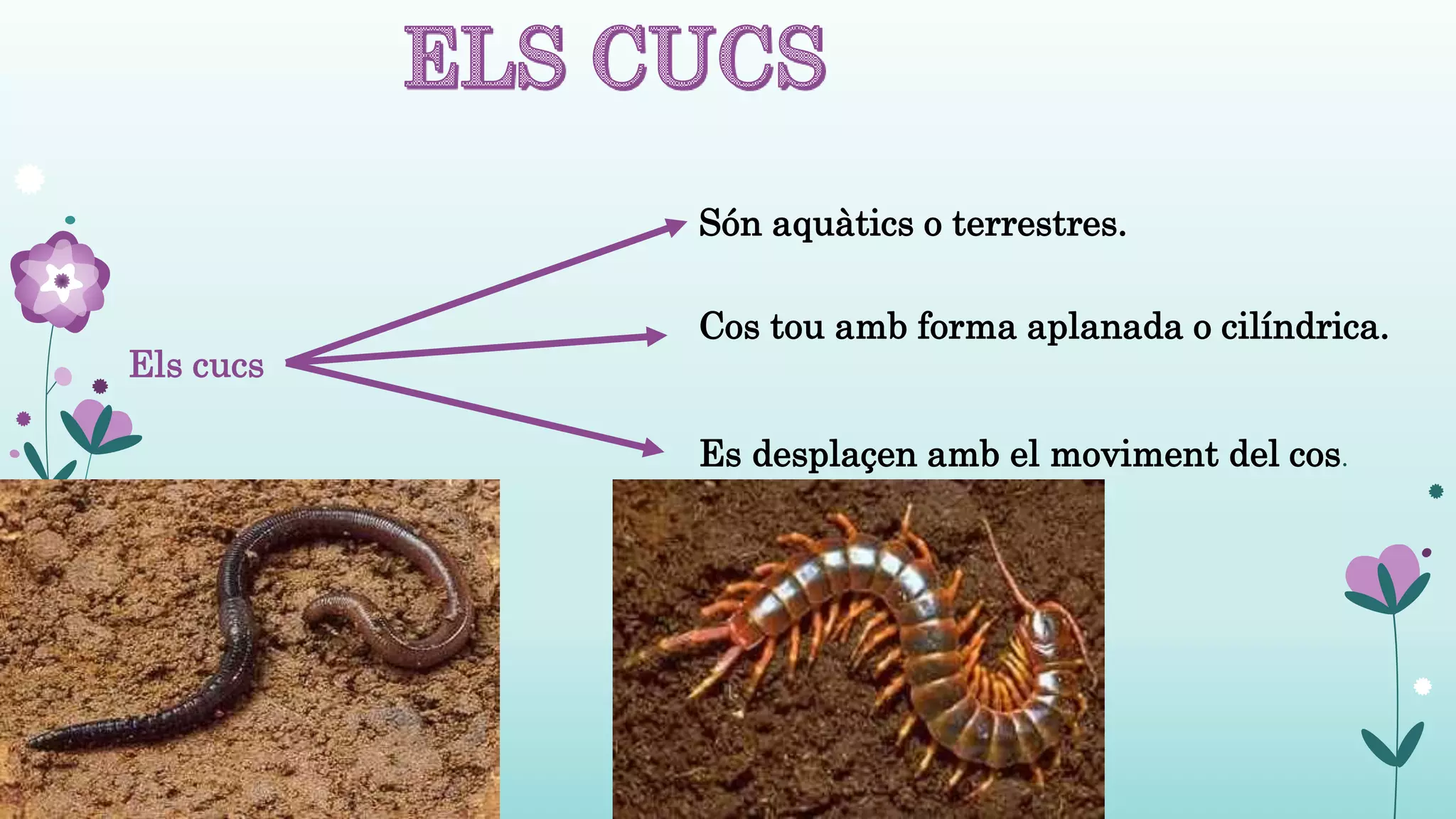 Els animals invertebrats. Aina i Elena | PPTX