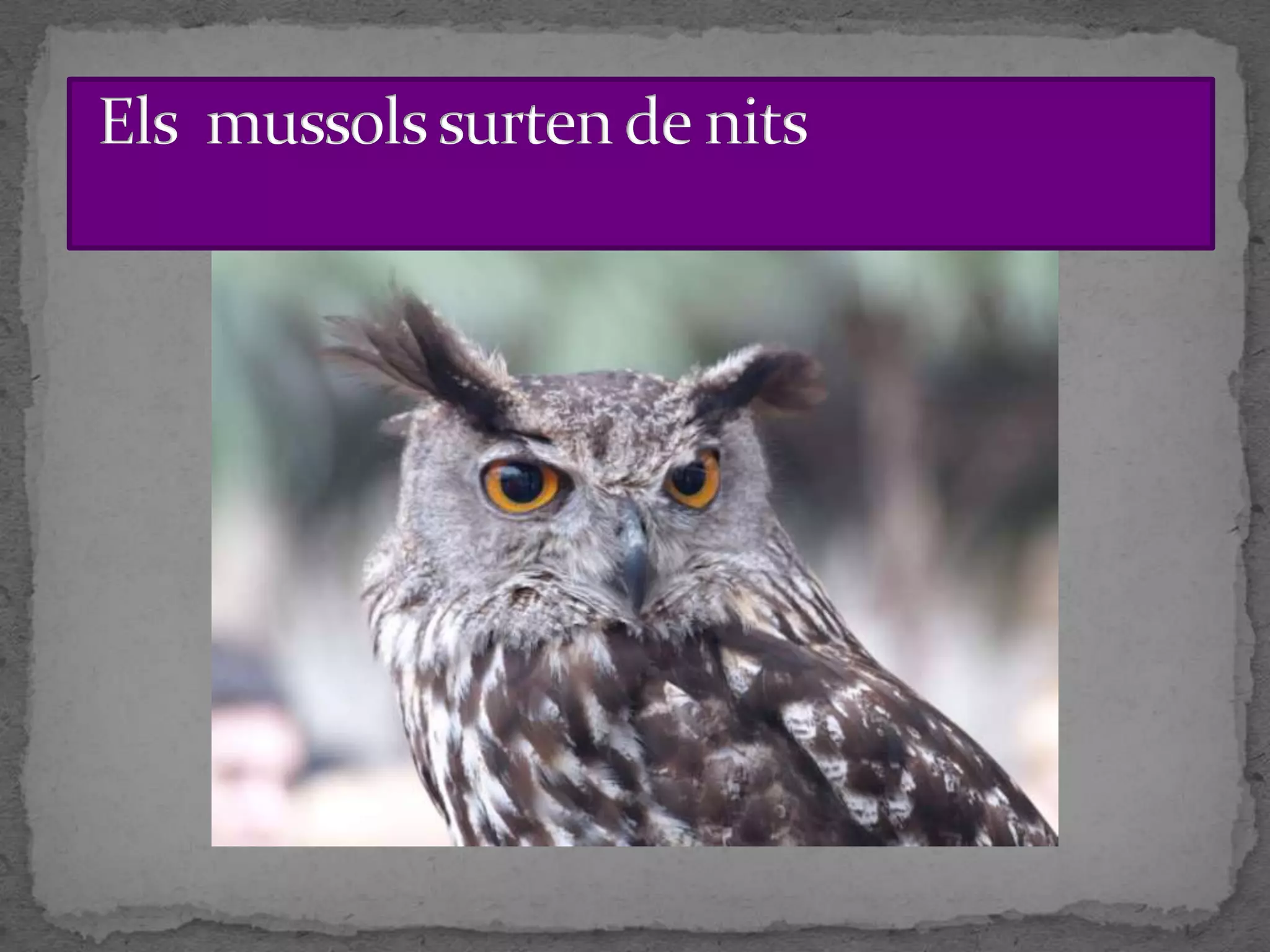 Els animals salvatges | PPSX