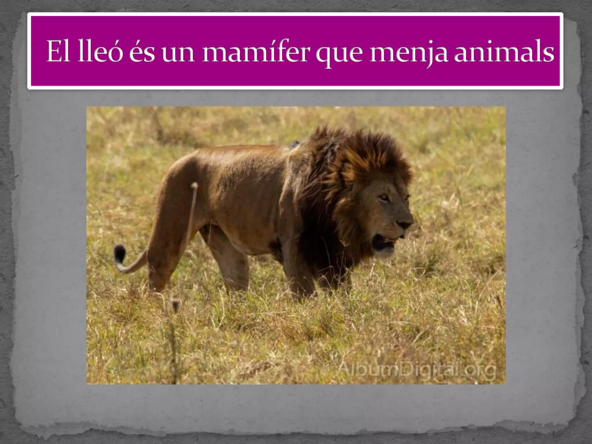 Els animals salvatges | PPSX