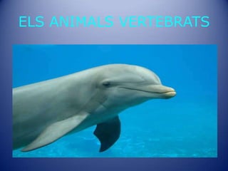 Els Animals Vertebrats | PPTX