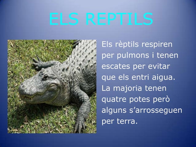 Els Animals Vertebrats | PPTX