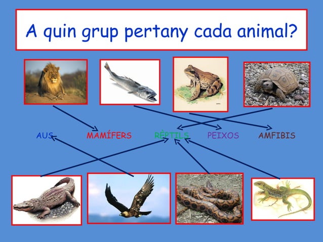 Els animals vertebrats | PPT