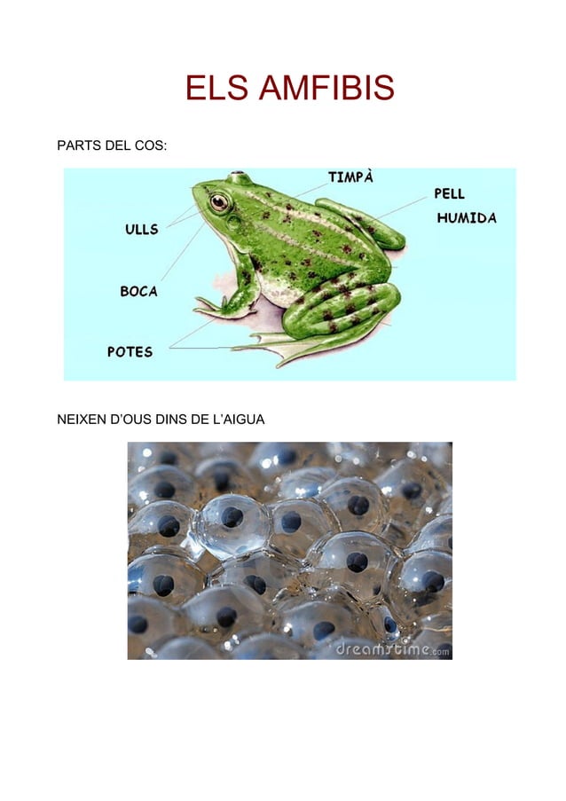 Els animals vertebrats | PDF