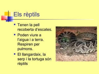 Els animals vertebrats | PPT